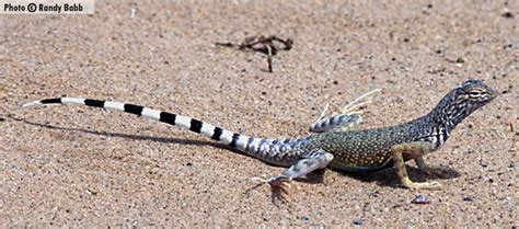 Zebra Tailed Lizard Alchetron The Free Social Encyclopedia