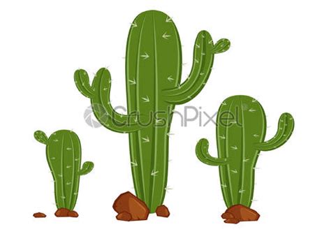Different Types Of Cactus In Flat Style Vector Stock Vector 6485036