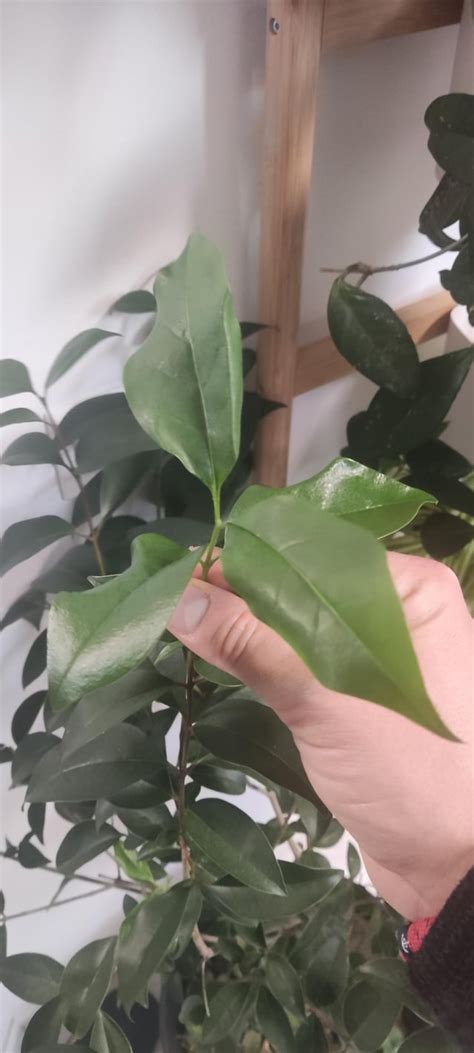 Citrus Plants Sticky Leaves R Gardening