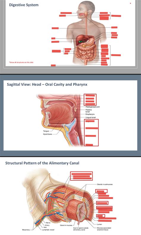 Lab 11 Digestive Organsoral Cavityalimentary Canal Diagram Quizlet
