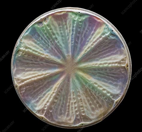 Diatom Sem Stock Image F0437880 Science Photo Library