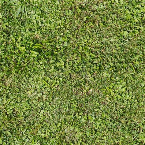 Summer Grass Texture