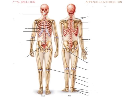 Axial And Appendicular Skeleton Labeling Game
