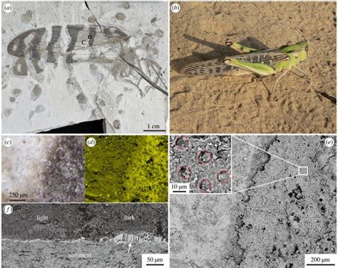 On Linkedin Experiments On Fossilized Insects Help Reveal