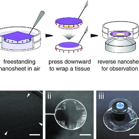 Schematics Of Coverslip Method And Nanosheet Wrapping Mount A In A