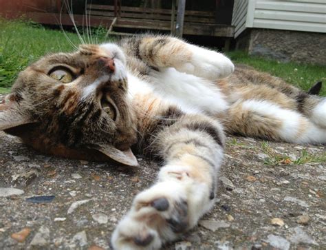 My 15 Yo Predator Looking As Stunning As Ever Aww