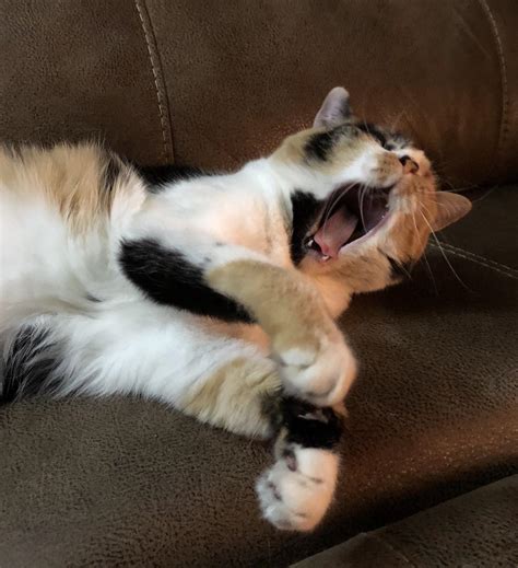 Waking Up Is Hard R Aww