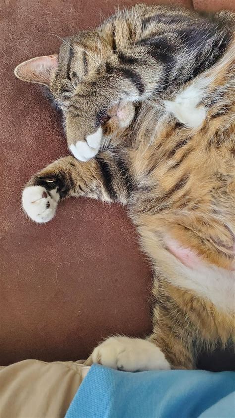 My Odd Princess Coco Bean Rcats