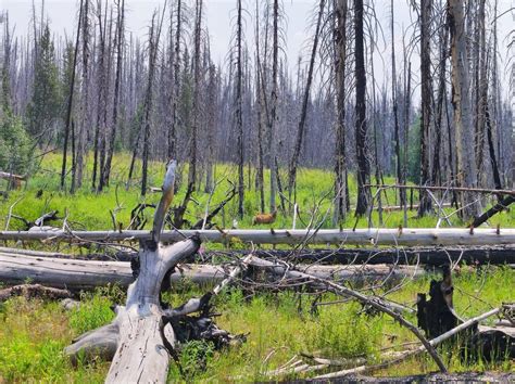 Navigating Forest Resilience And Vulnerability In The Face Of Global