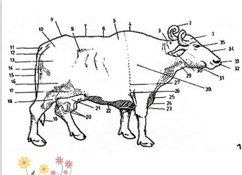 External Anatomy Of Bubalus Bubalis Diagram Quizlet