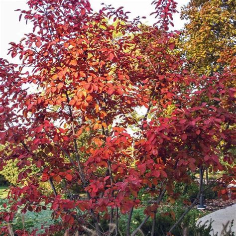 Abelia Sweet Emotion Knippel Garden Centre