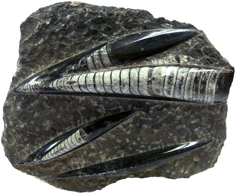 Fossils Belemnites Extinct Order Of Cephalopods Which Existed During