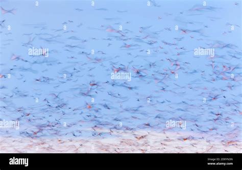 Fruit Bat Migration Zambia At Terri Barnett Blog