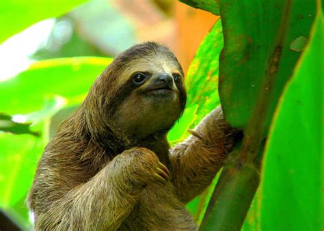 79 Facts About Costa Rica Travelers And Expats Food Attractions