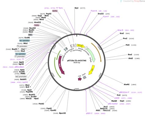 Addgene Pet22b T5 Chi31tag