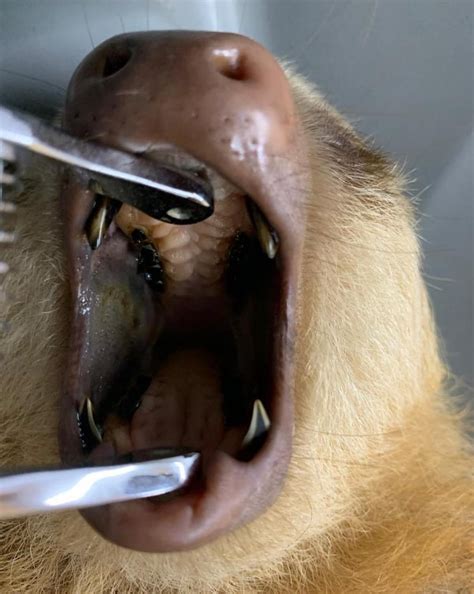 Why Do Sloths Have Sharp Teeth The Cutting Edge Truth Animal Hype