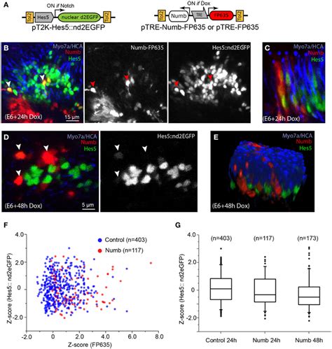 Numb Overexpression Has A Mild Inhibitory Effect On Notch Activity A