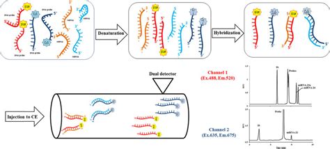 Schematic Diagram For Simultaneous Detection Of Mirnas Using Ce With