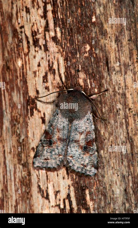 Clouded Drab Orthosia Incerta Moth Camouflaged Against Tree Bark