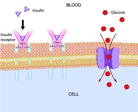 Three Problems Caused By Insulin Resistance In Patients With Hashimoto