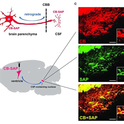 The Number Of Neurons In The Csf Contacting Nucleus At Different Time
