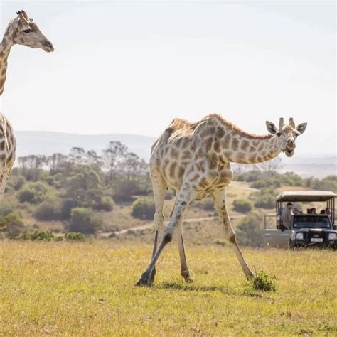 Mikumi National Park Safari Day Trip Captain Barnaba Tours And Safaris