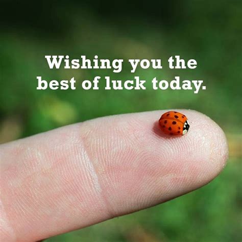 Lady Luck Ladybug Quotes Wish You The Best Luck