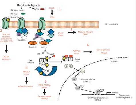 Figure 2 From Etiopathogeny Of Primary Adrenal Hypercortisolism Semantic Scholar