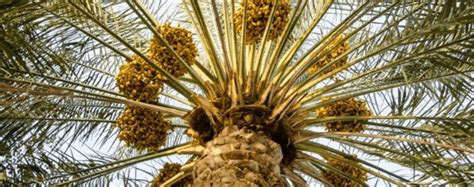 Hurma Ağacı Alerjisi Belirtileri Nelerdir Moleküler Alerji Testi