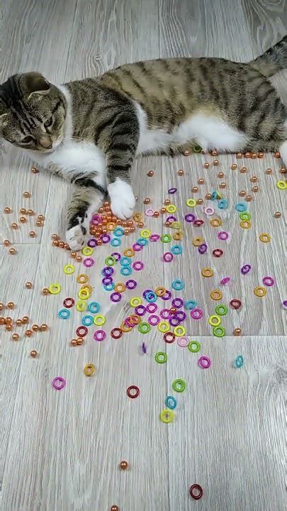 Cat Barsik Reverse Video Cat Kitten Youtube