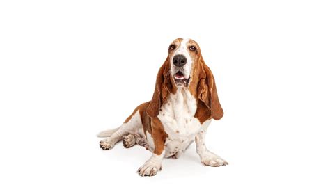 Basset Hound Hondenrassen Voeronline