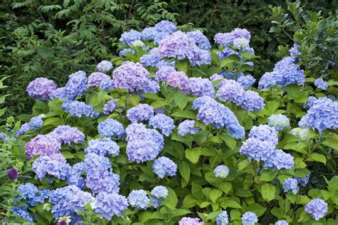 14 Beautiful Hydrangea Varieties