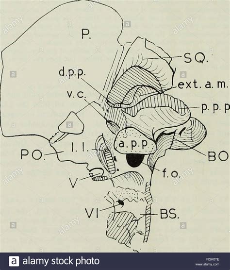 Bulletin Of The British Museum Natural History Geology 7° On The Skull Of Oligokypi1vs