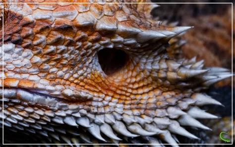 Bearded Dragon Ear Infection Causes And Effective Treatment Options Reptile Jam