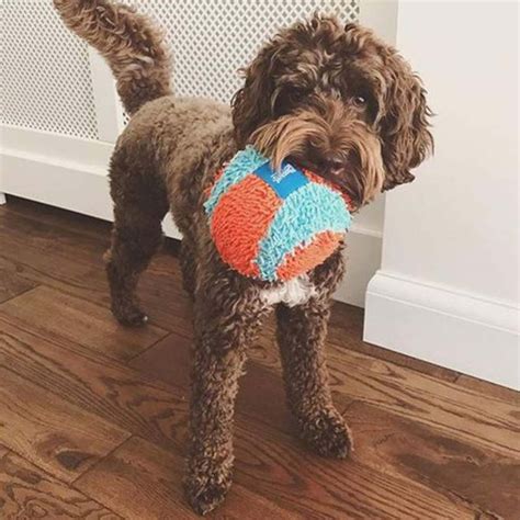 Cockapoo Beds Collars And Accessories Lords And Labradors