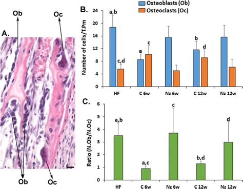 Histomorphometric Analysis A Detail Image Of H Er Corresponding To Download Scientific