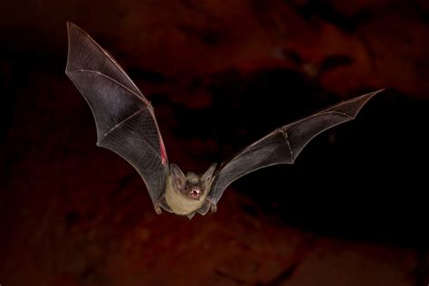 Chiroptera Federación Andaluza De Fotografía