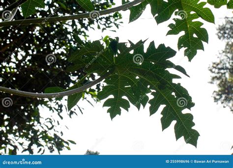 The Leaf Stalk Of The Papaya Plant Is Finger Shaped With Green Leaves