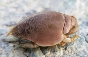 Sand Fleas What Exactly Are They And Do They Bite