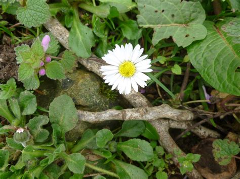 Spring Foraging In London
