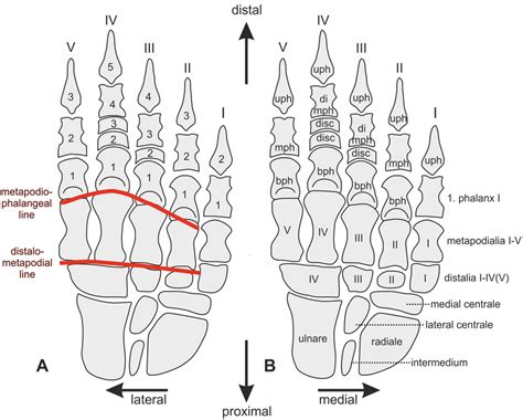 Phalanges Numbering
