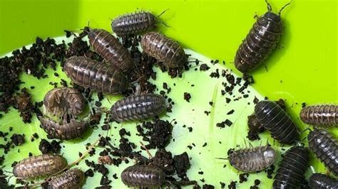 Distribution And Abundance Of Sex Ratio Distorters In Pillbugs Bob Kuhn