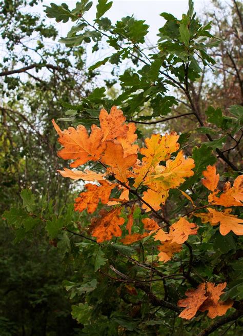 Autumn Yellow Oak Leaves On A Tree In Garden Or Forest Concept Of