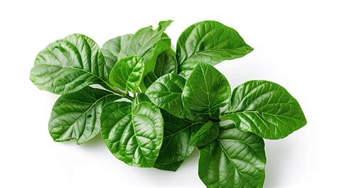 Bouea Macrophylla On White Background Photo And Picture For Free Download Pngtree