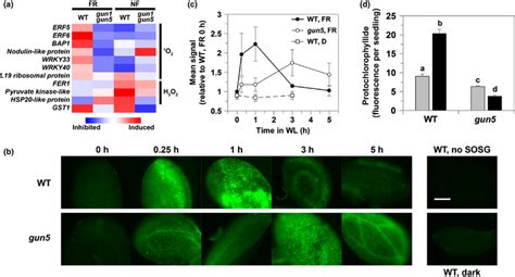 Evidence For The Involvement Of Singlet Oxygen 1o2 In The Response To Download Scientific
