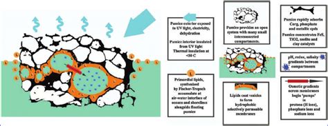 Pumice In The Rock Cycle