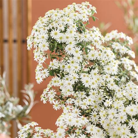 Buy Daisy Bush Olearia Phlogopappa Spring Bling Pbr Delivery By Waitrose Garden