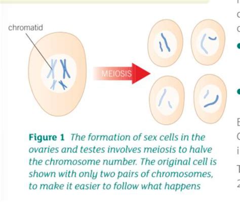 B13 2 Cell Division In Sexual Reproduction Flashcards Quizlet