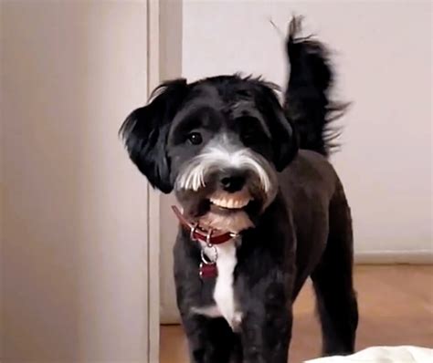 Hilarious Moment Dog Steals Grans False Teeth And Wears Them Whats