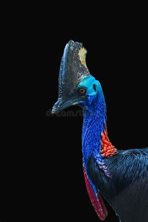 The Dwarf Cassowary Casuarius Bennetti Also Known As Bennett`s